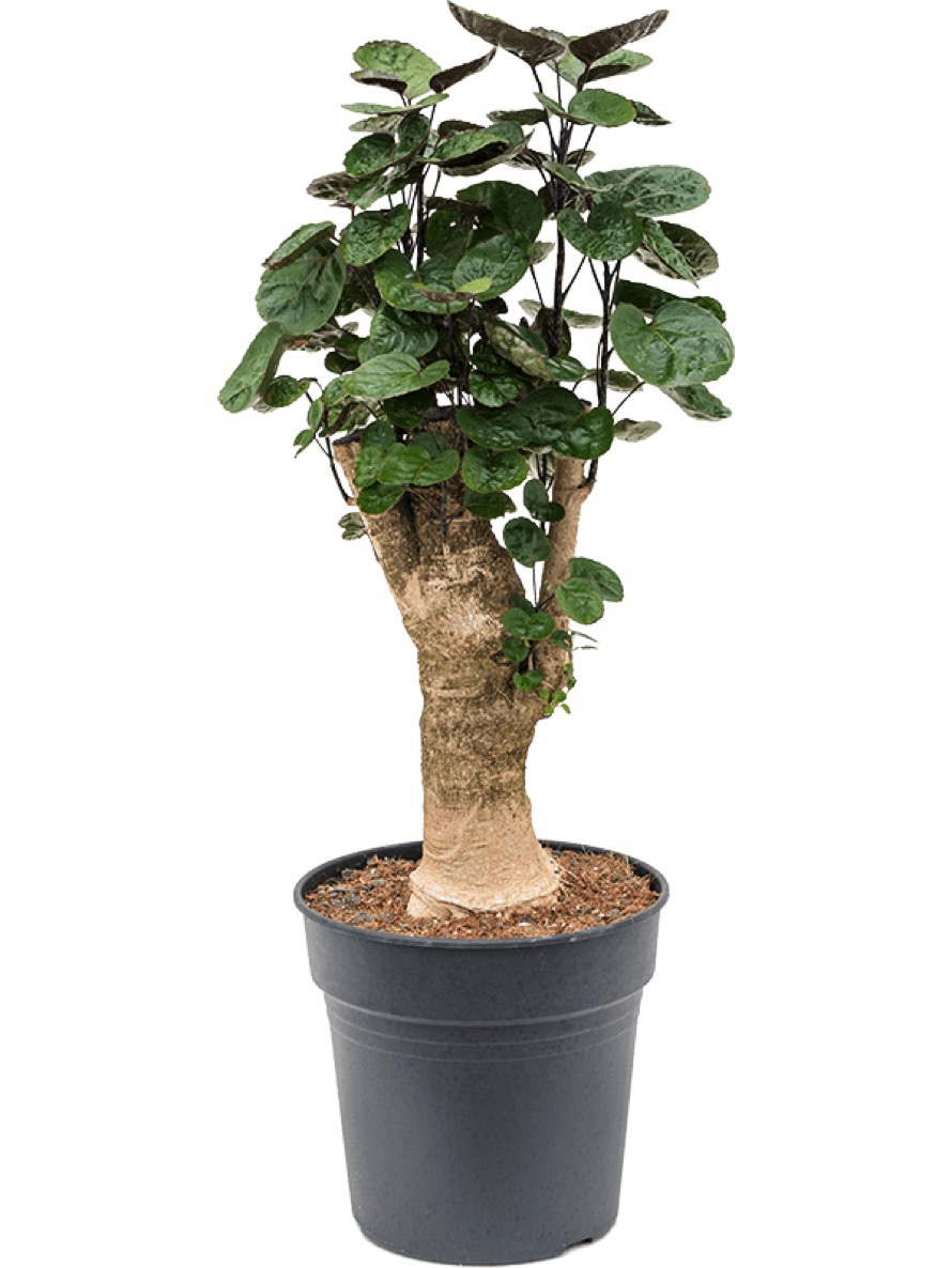Polyscias fabian - Bonsai | Terrapalme Heim- und Gartenshop