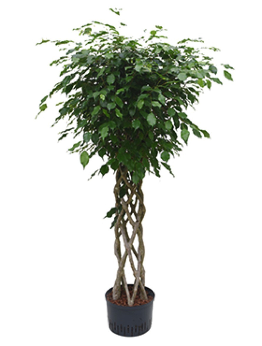 Ficus benjamina columnar - Open window | Terrapalme Heim- und Gartenshop