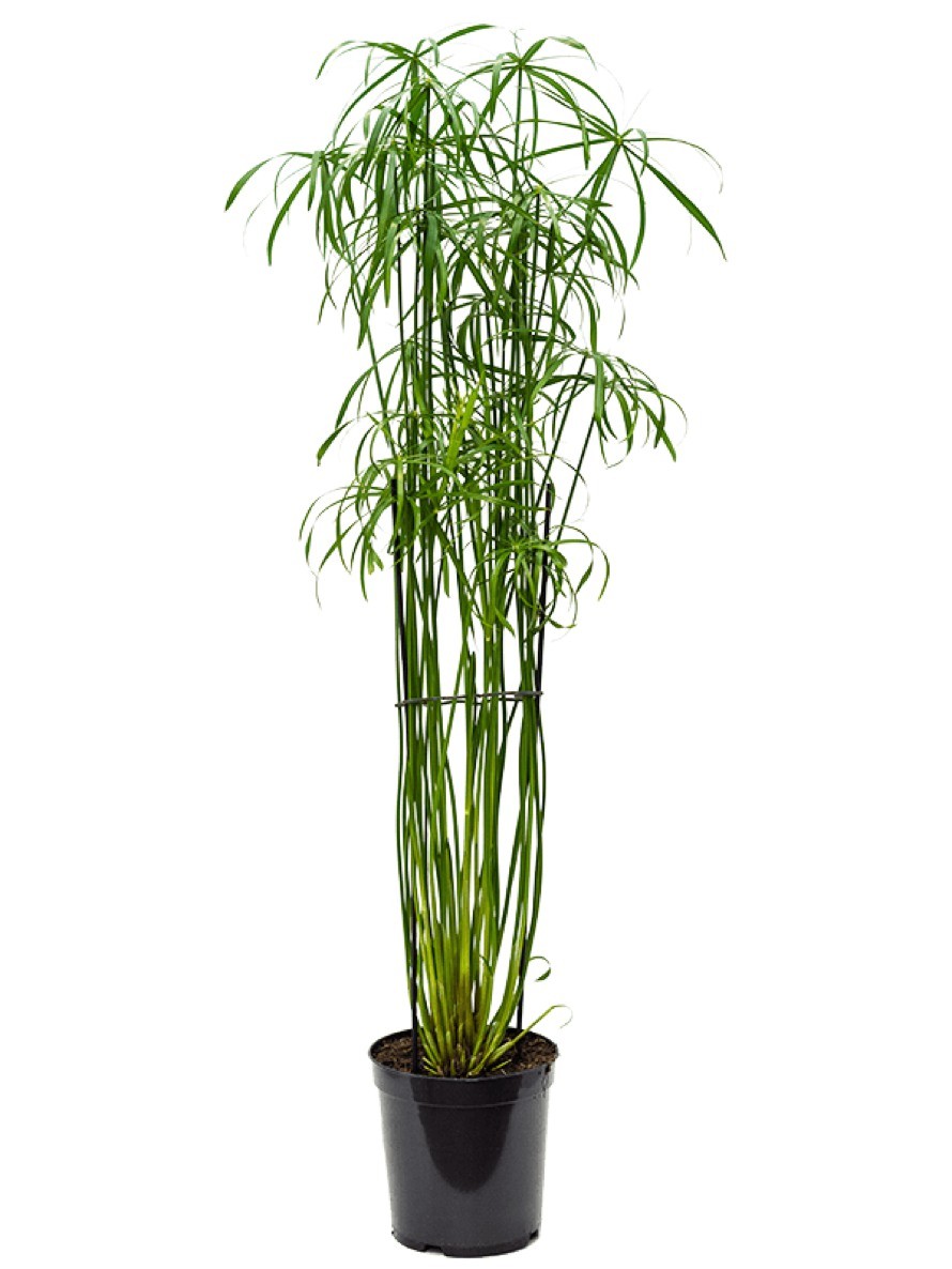 Cyperus alternifolius glaber - Zyperngras | Terrapalme Heim- und Gartenshop