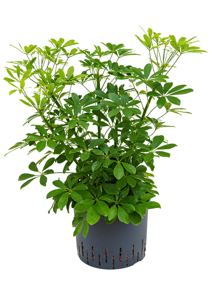 Schefflera arboricola compacta Busch | Terrapalme Heim- und Gartenshop