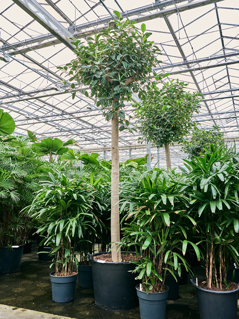 Ficus rubiginosa australis - australischer Feigenbaum | Terrapalme Heim ...