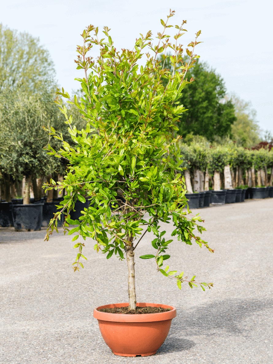 Punica granatum - Granatapfelbaum | Terrapalme Heim- und Gartenshop