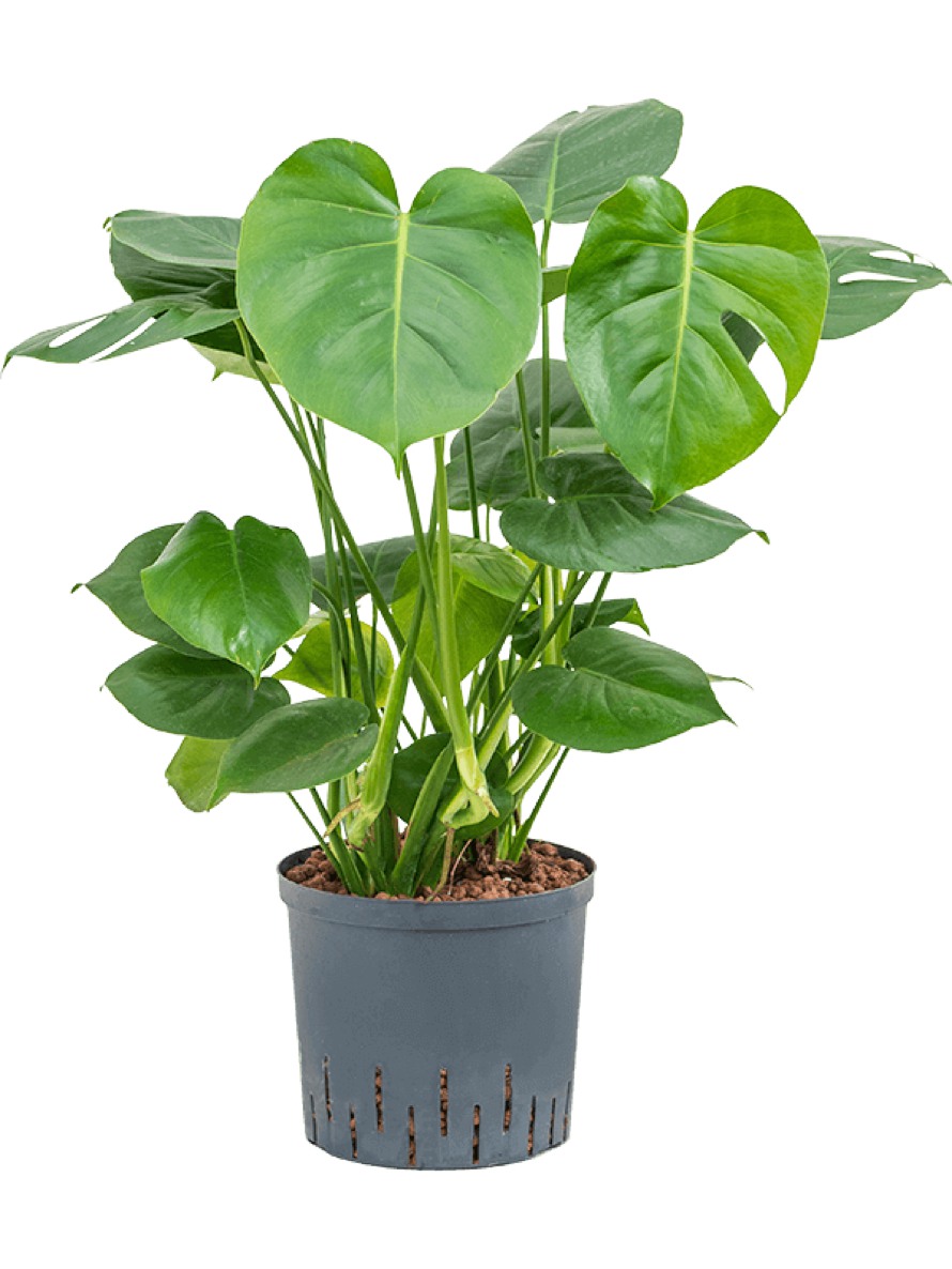 Monstera deliciosa - Lochpflanze | Terrapalme Heim- und Gartenshop