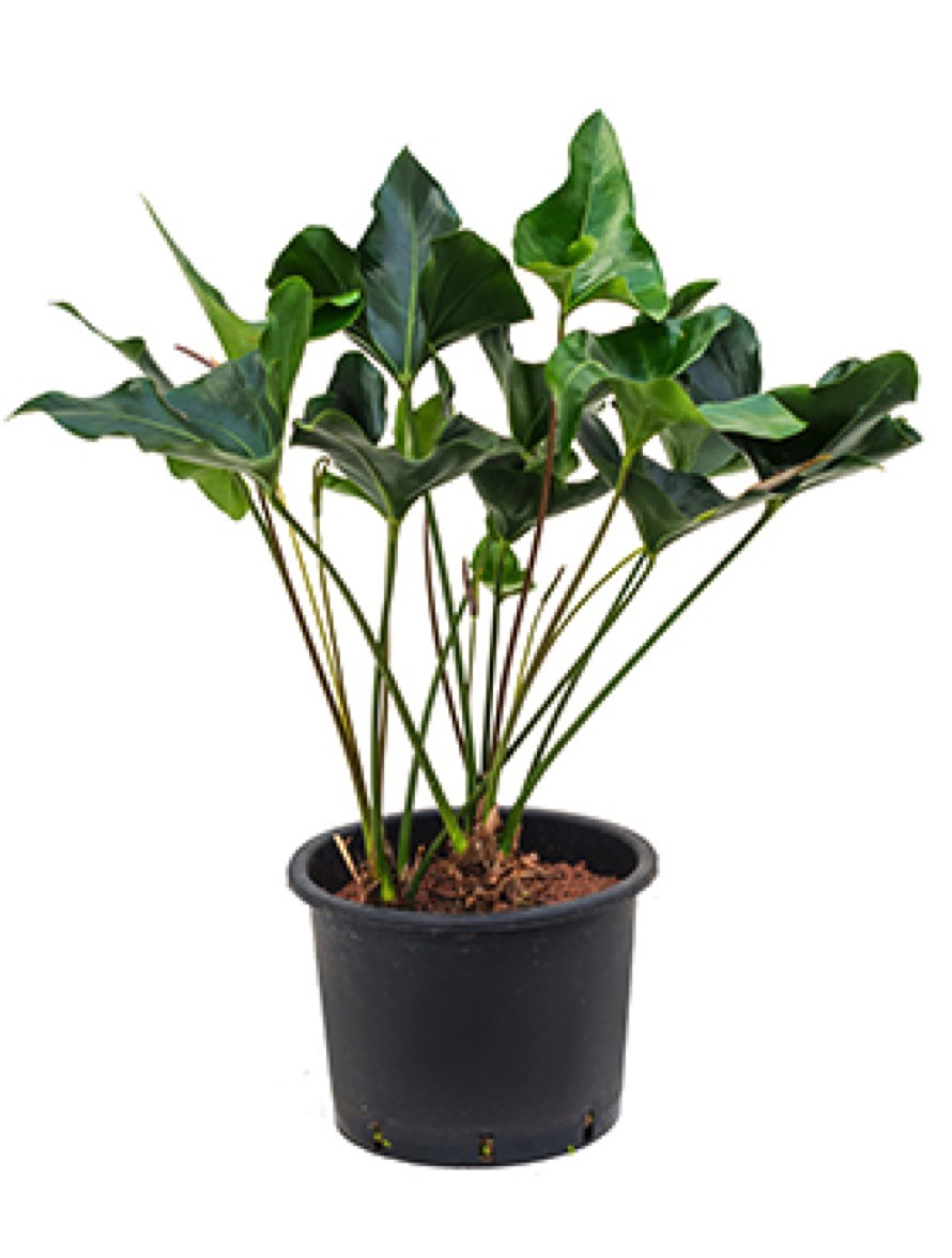 Anthurium arrow | Terrapalme Heim- und Gartenshop