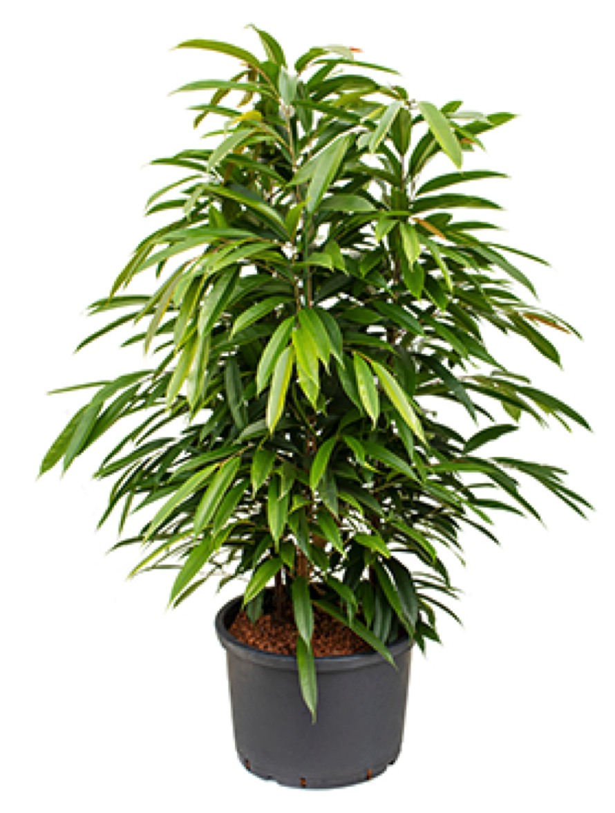 Ficus amstel king | Terrapalme Heim- und Gartenshop