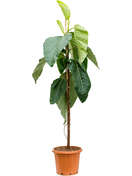 Ficus bussei floris | Terrapalme Heim- und Gartenshop