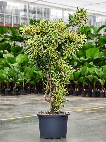 Pleomele reflexa - Song of Sri Lanka | Terrapalme Heim- und Gartenshop