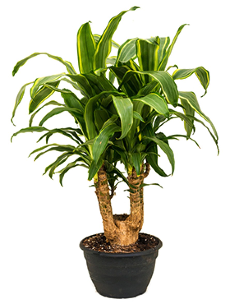 Dracaena santa rosa | Terrapalme Heim- und Gartenshop