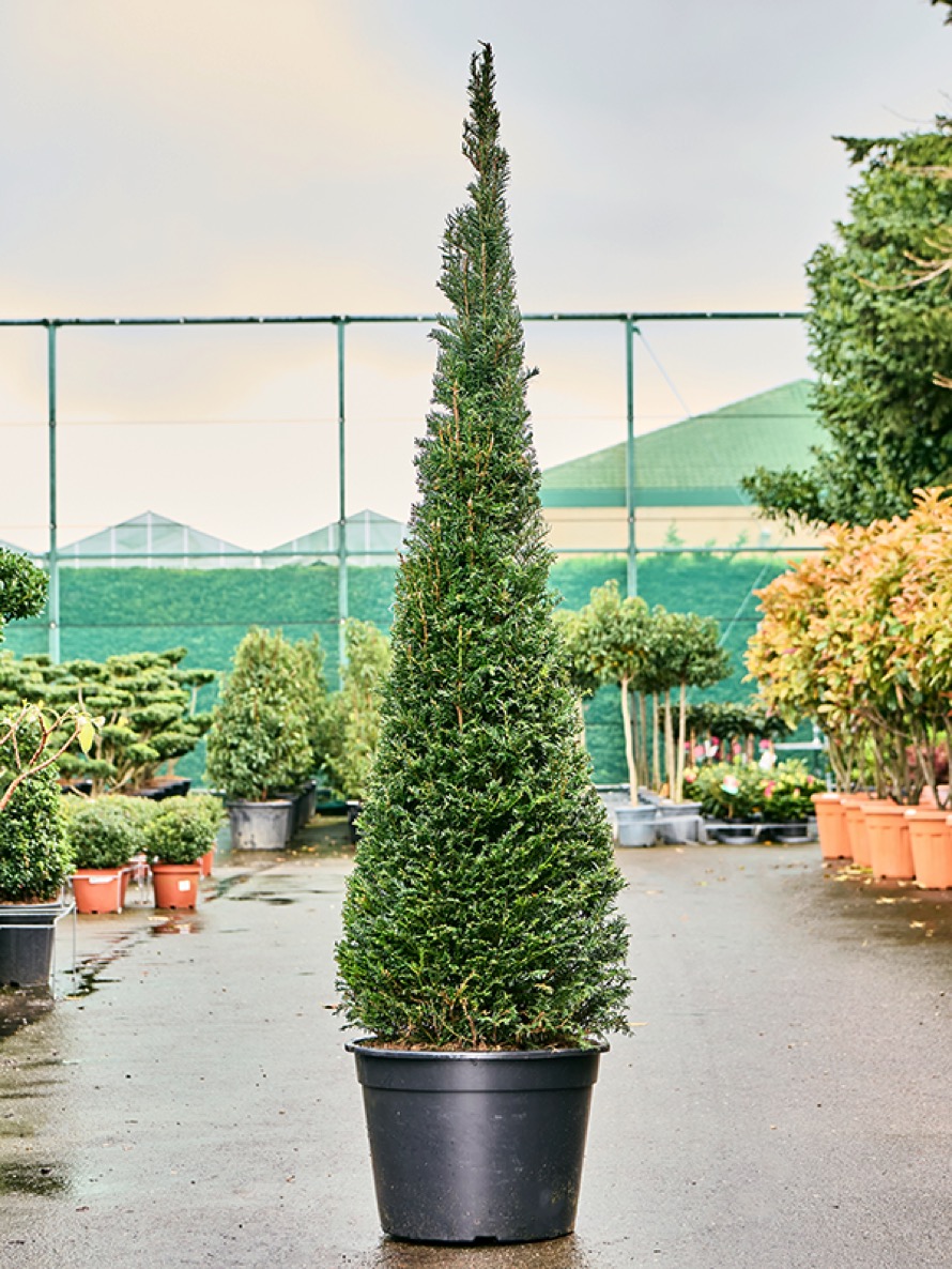Taxus baccata - Eibe Pyramide | Terrapalme Heim- und Gartenshop
