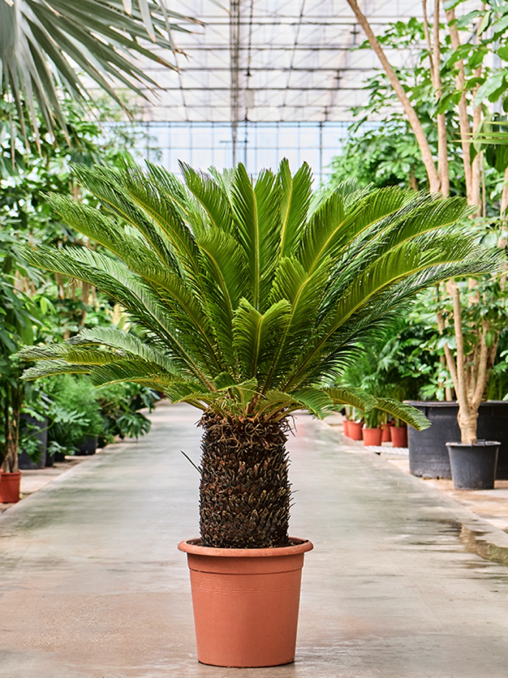 Cycas revoluta 160 cm - XL Palmfarn | Terrapalme Heim- und Gartenshop