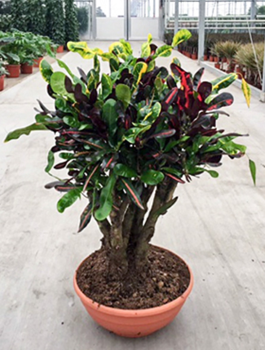 Croton mamey 90 cm - Bonsai | Terrapalme Heim- und Gartenshop
