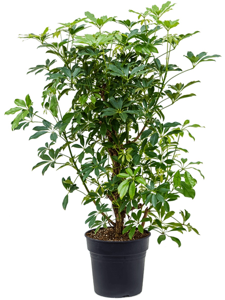 Schefflera arboricola compacta - Zwergschirmpflanze verzweigt ...