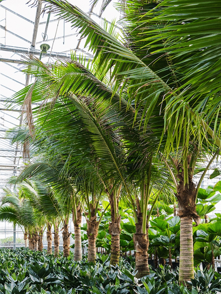 Cocos nucifera - Kokospalme | Terrapalme Heim- und Gartenshop