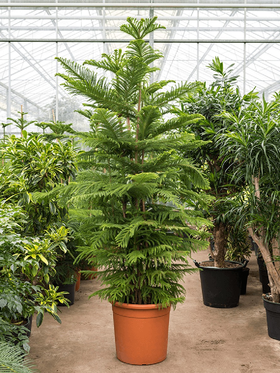 Araucaria heterophylla - Busch | Terrapalme Heim- und Gartenshop