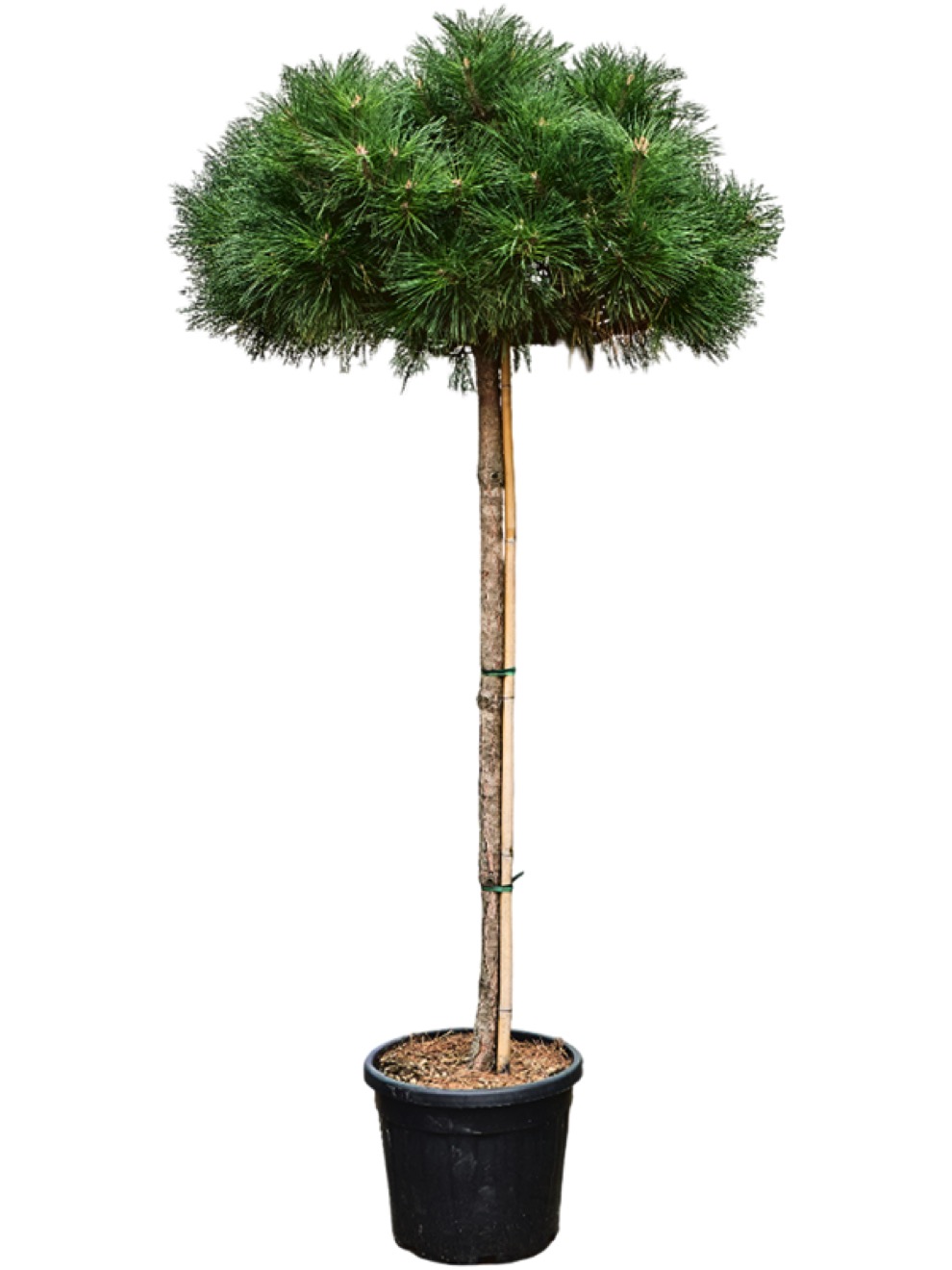 Pinus nigra brepo - Österreichische Kiefer | Terrapalme Heim- und ...