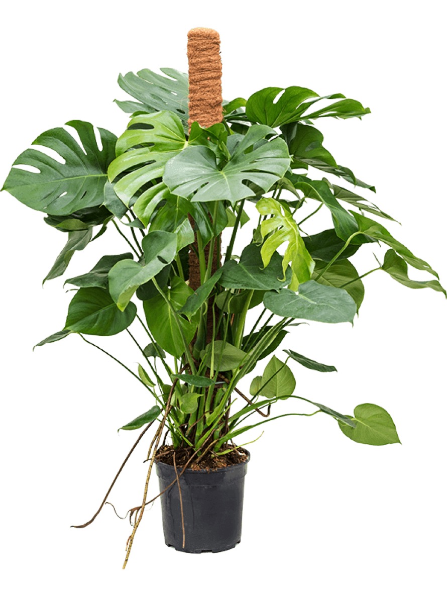 Monstera deliciosa - Lochpflanze Moosstab | Terrapalme Heim- und Gartenshop