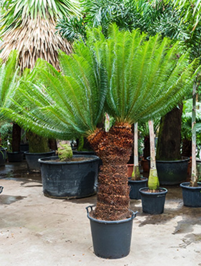 Cycas panzhihuaensis 230 cm - 2 Kopf Palmfarn | Terrapalme Heim- und ...