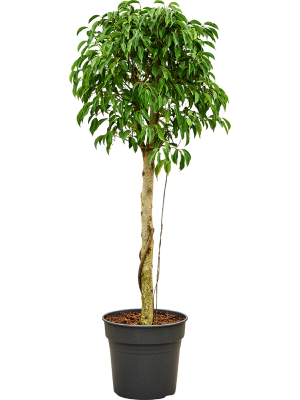 Ficus benjamina columnar - Trauerfeige | Terrapalme Heim- und Gartenshop