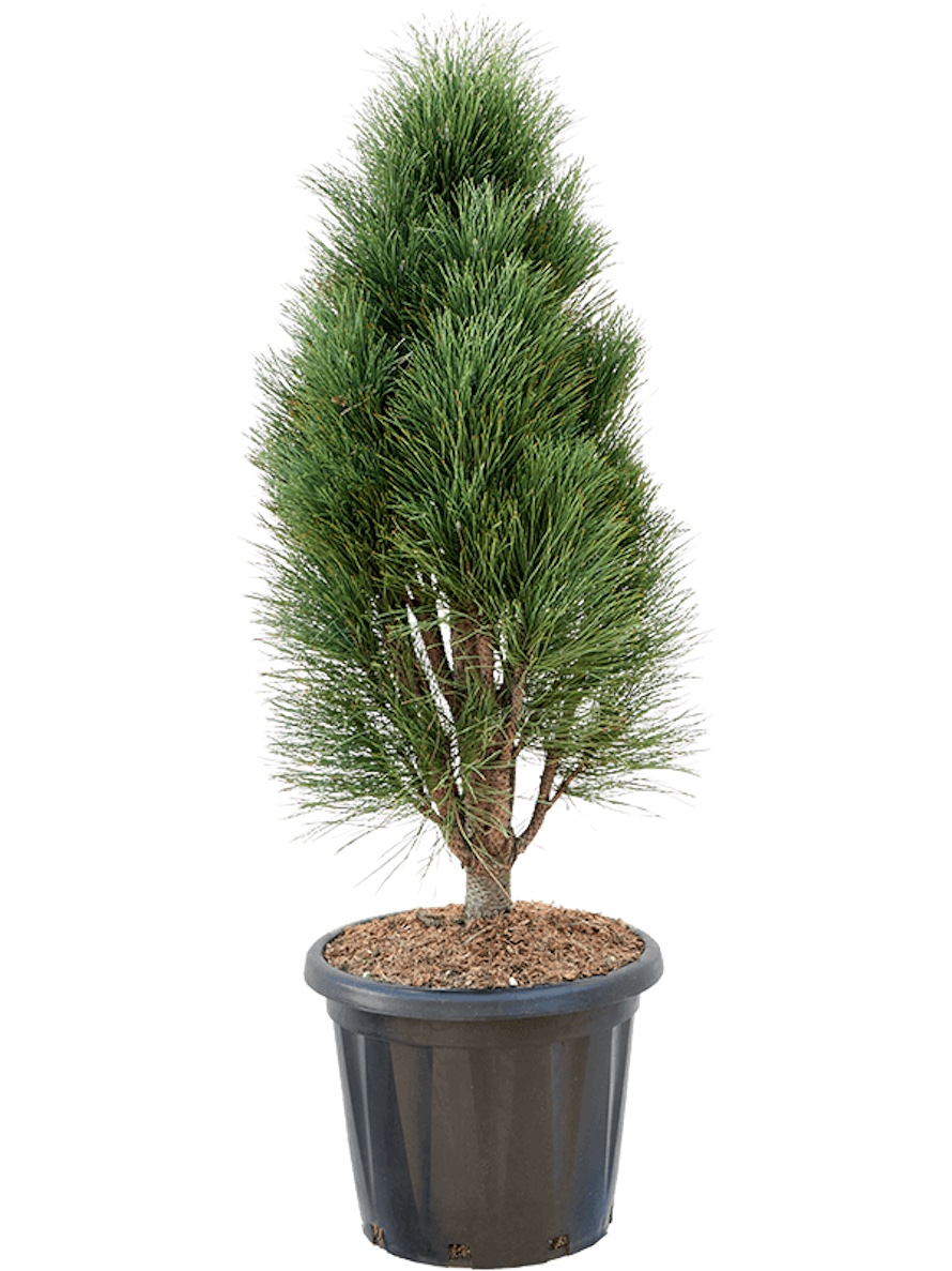 Pinus nigra - Green Tower | Terrapalme Heim- und Gartenshop