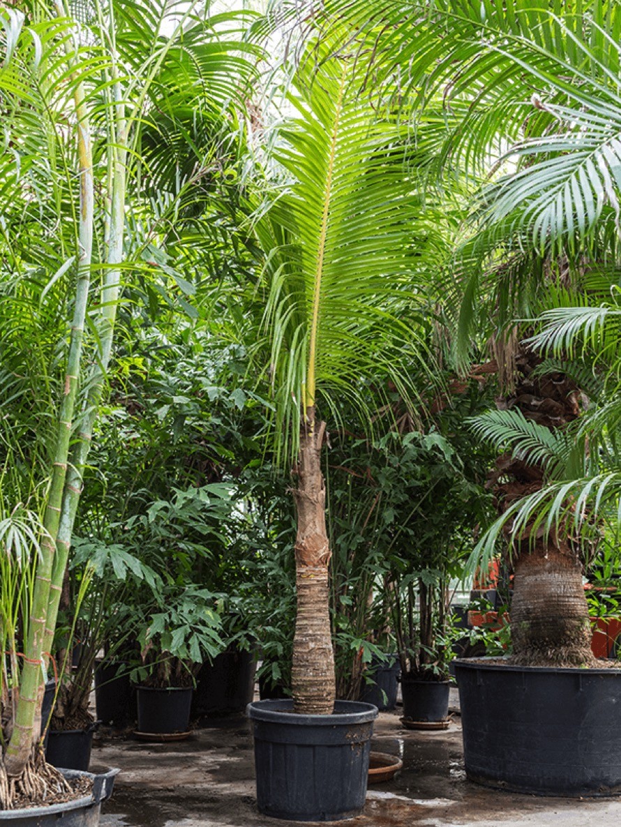 Cocos nucifera - Kokospalme | Terrapalme Heim- und Gartenshop