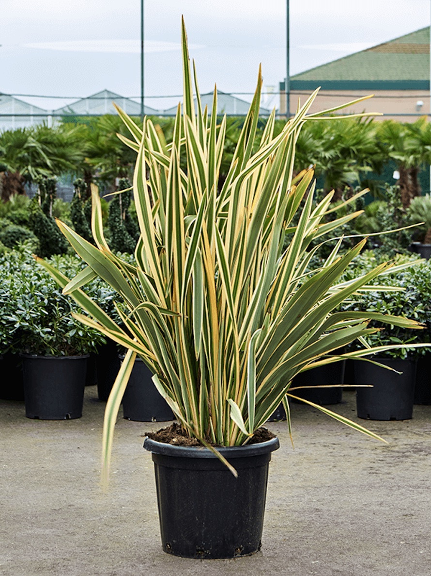 Phormium tenax variegatum Busch | Terrapalme Heim- und Gartenshop