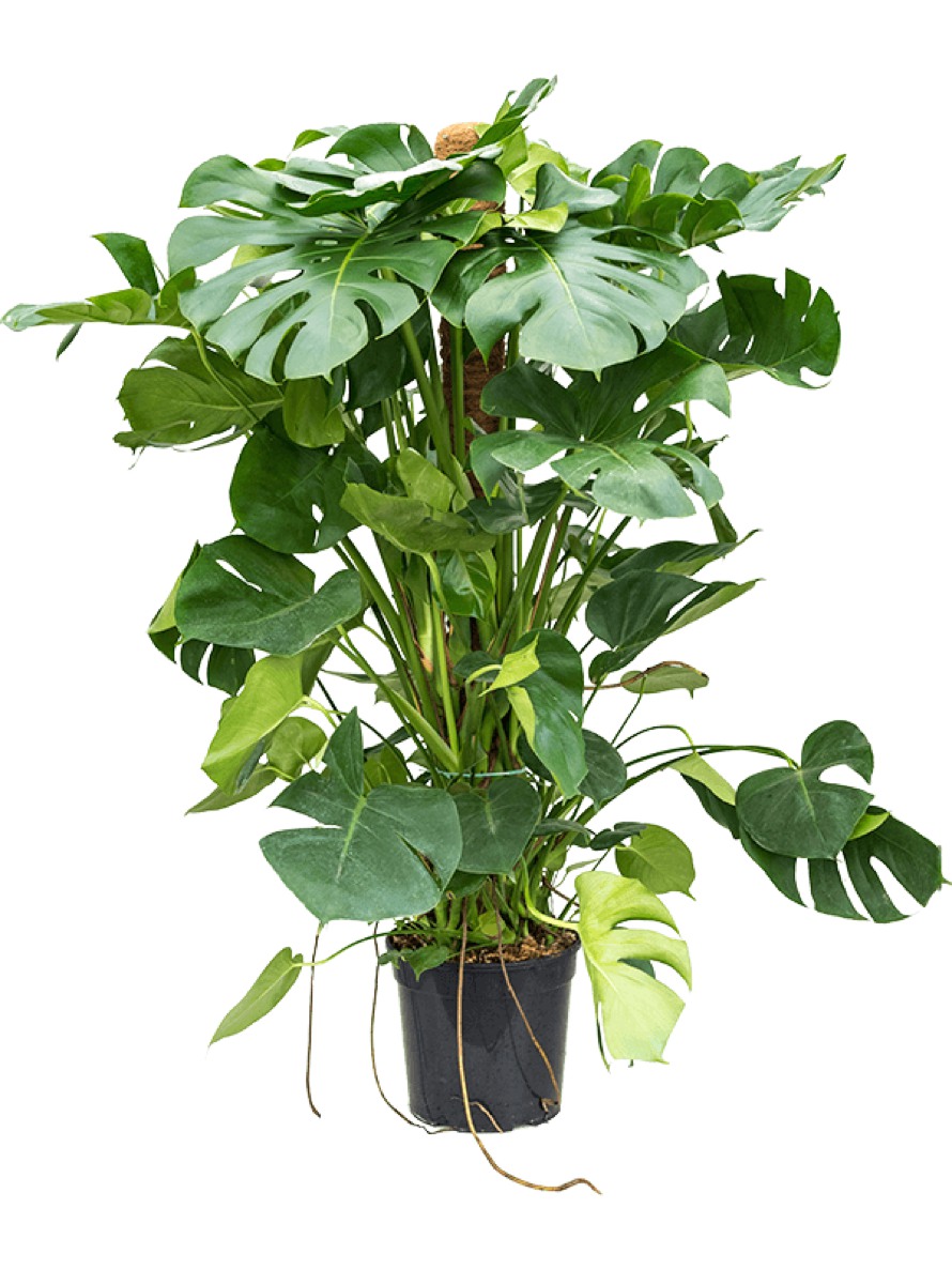 Philodendron pertusem monstera 150 cm - Moosstab | Terrapalme Heim- und ...
