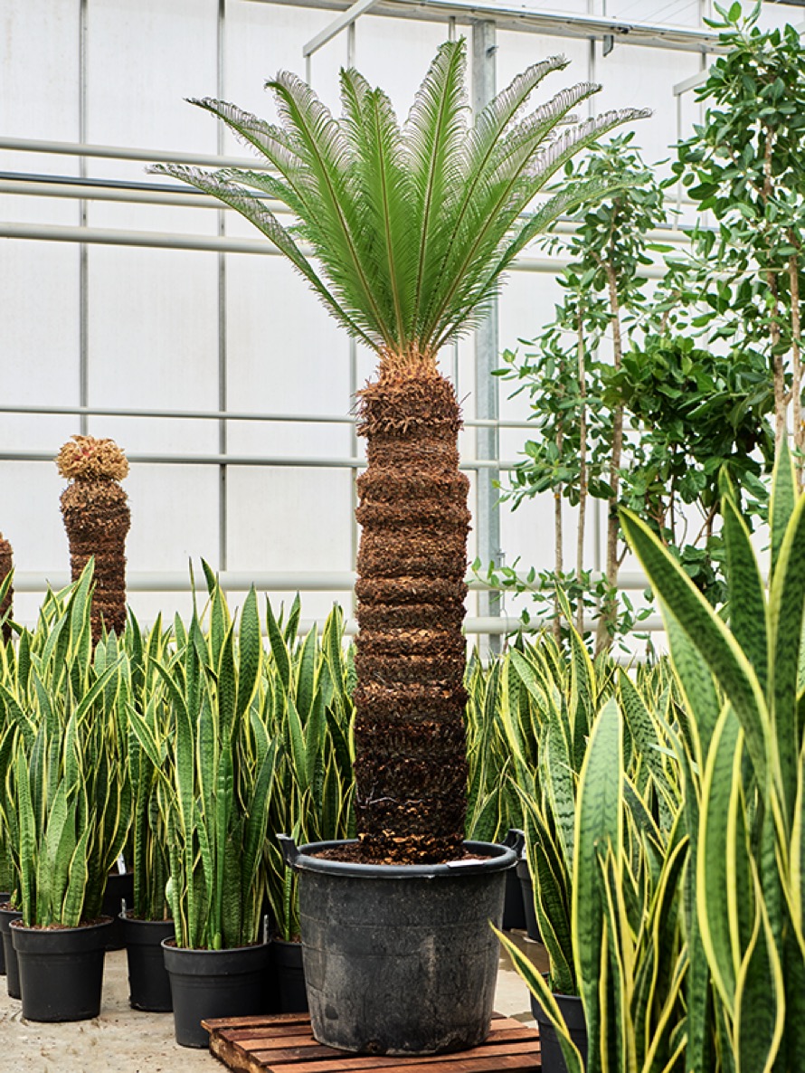 Cycas revoluta 220 cm - Palmfarn | Terrapalme Heim- und Gartenshop