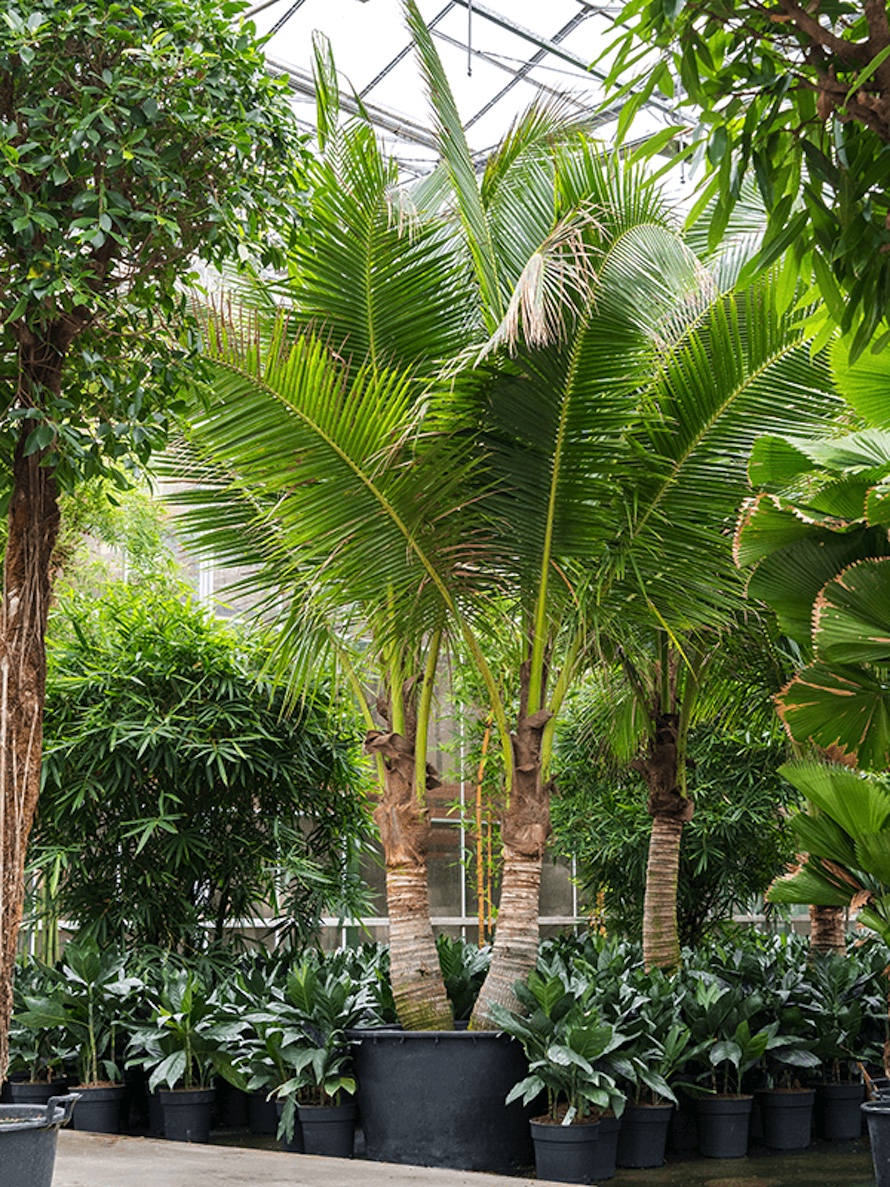Cocos nucifera - 2er Stamm Kokospalme | Terrapalme Heim- und Gartenshop