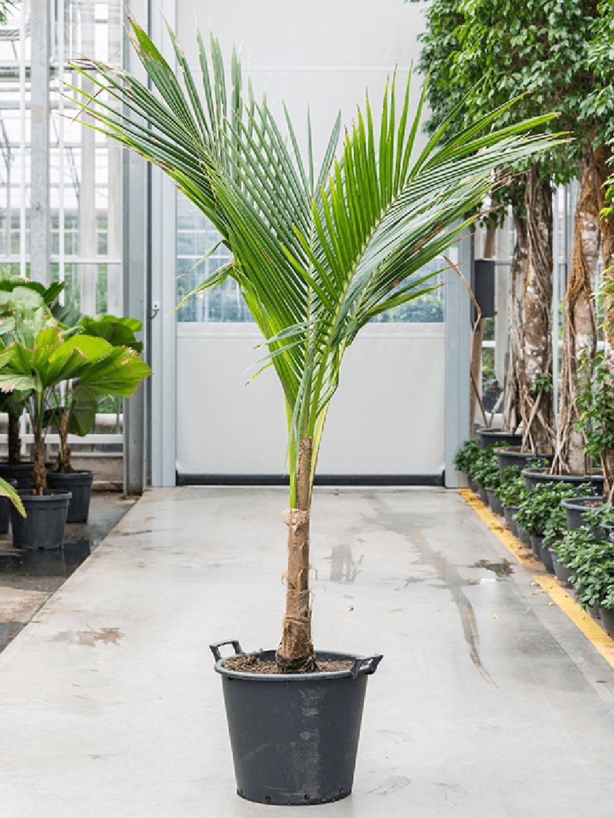 Cocos nucifera - Kokospalme | Terrapalme Heim- und Gartenshop
