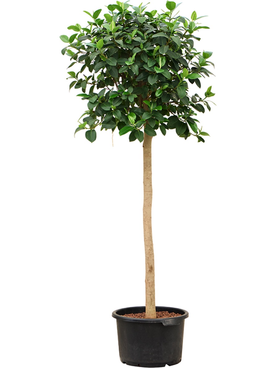 Ficus rubiginosa australis - Australischer Feigenbaum | Terrapalme Heim ...