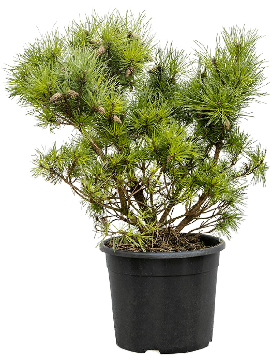 Pinus sylvestris - Chantry Blue | Terrapalme Heim- und Gartenshop
