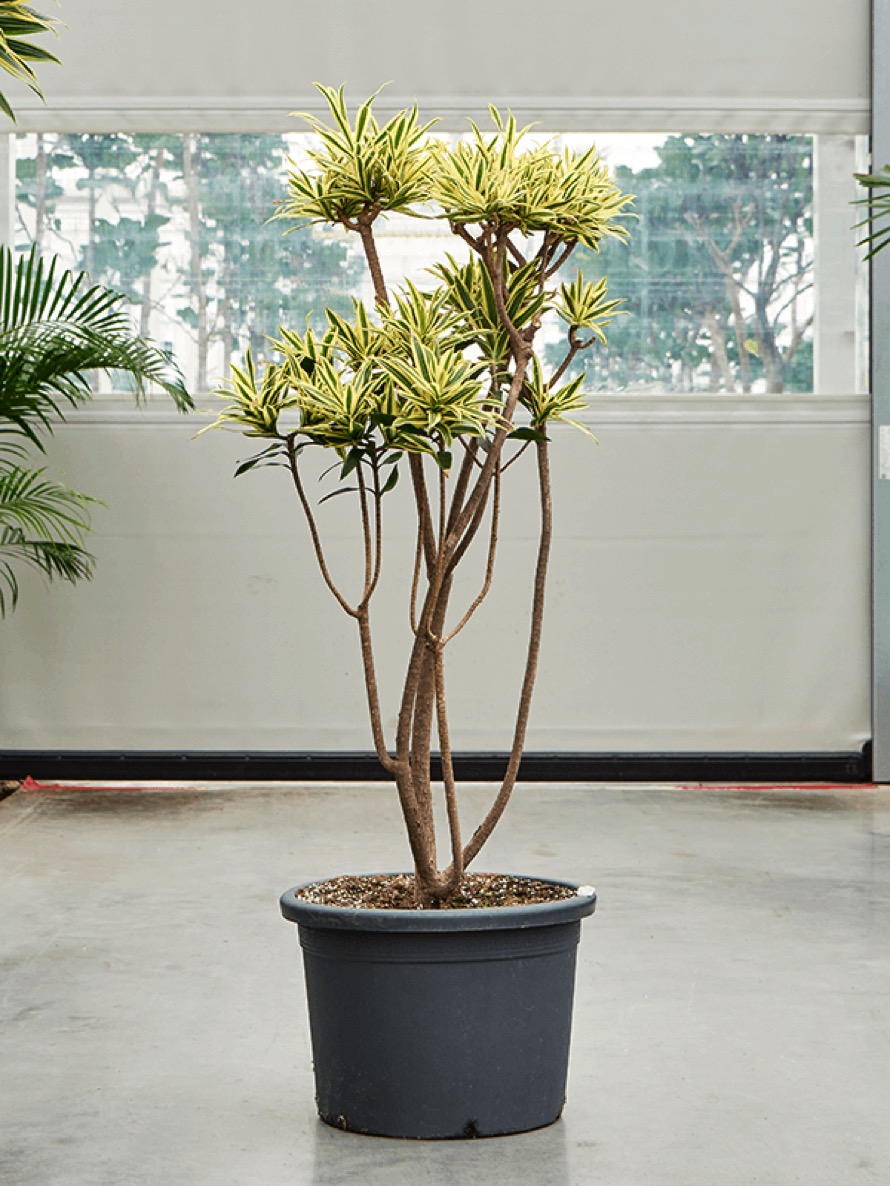 Pleomele reflexa - Song of Sri Lanka | Terrapalme Heim- und Gartenshop