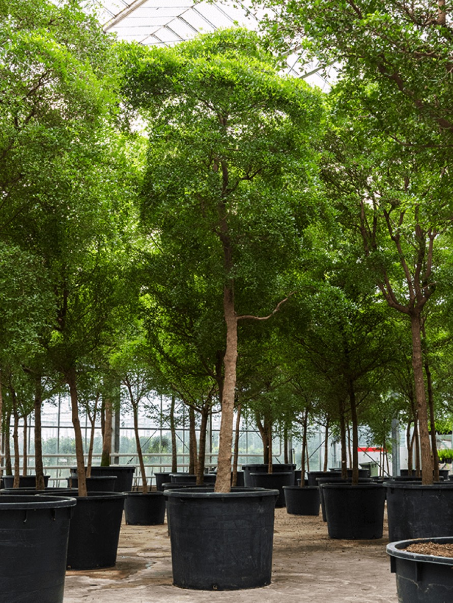 Bucida buceras shady lady 550 cm - Schwarze Olive | Terrapalme Heim ...