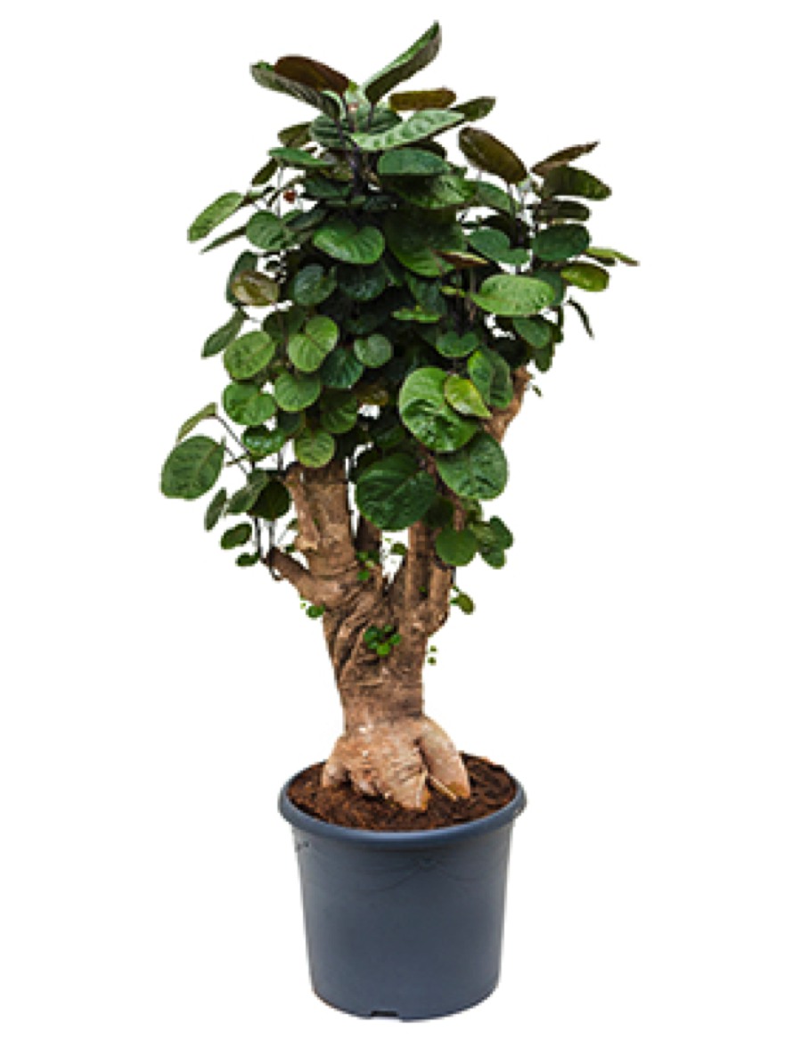 Polyscias fabian - Bonsai | Terrapalme Heim- und Gartenshop