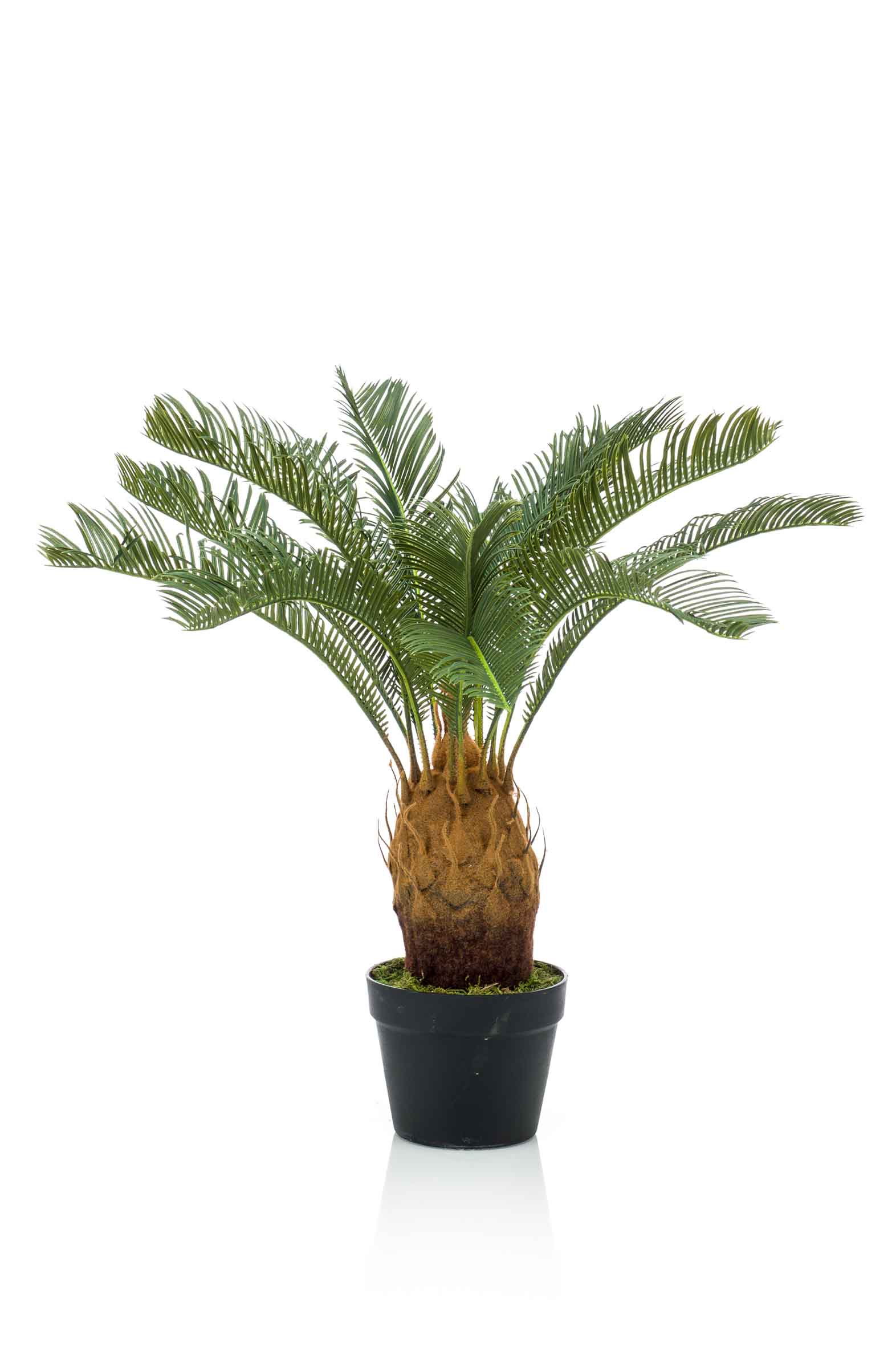Cycas revoluta - Palmfarn Kunstpalme im Plastiktopf | Terrapalme Heim ...