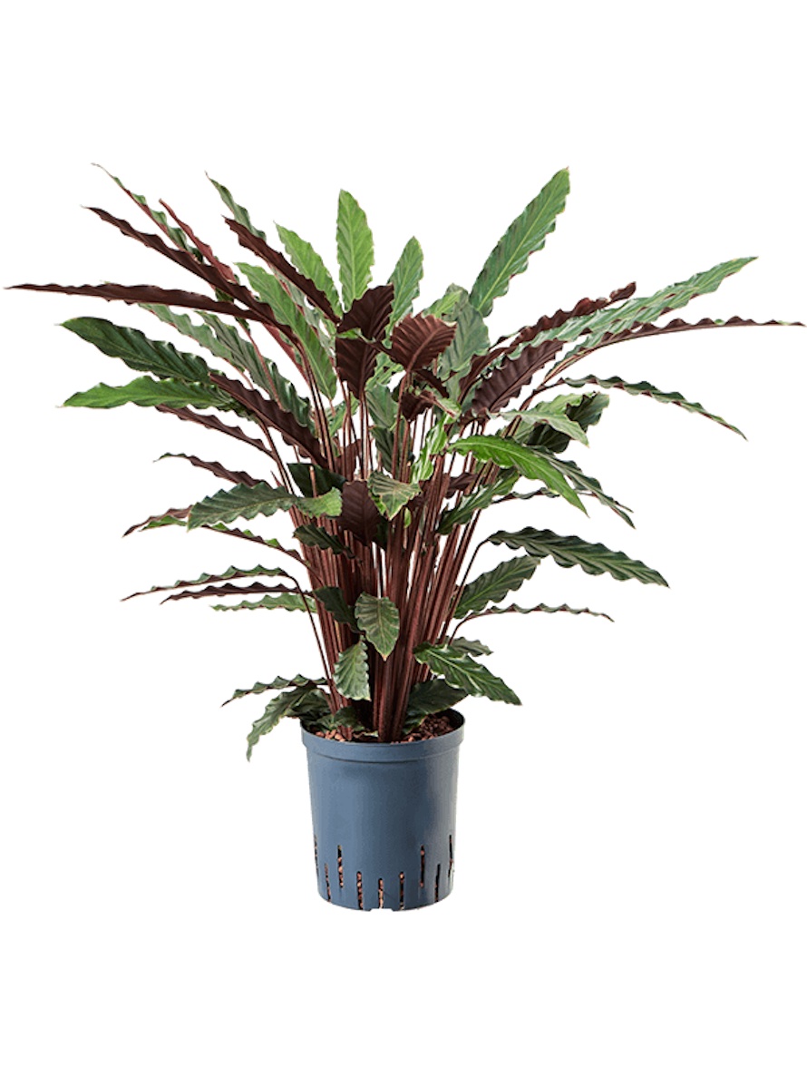 Calathea rufibarba Wavestar | Terrapalme Heim- und Gartenshop
