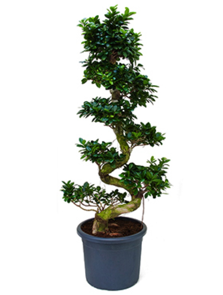 Ficus microcarpa compacta 170 cm - Stamm S | Terrapalme Heim- und ...