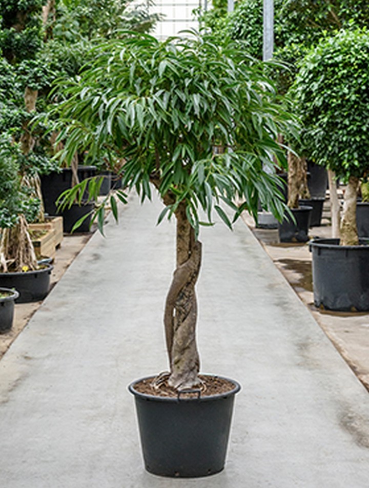 Ficus alii 190 cm - Bonsai | Terrapalme Heim- und Gartenshop