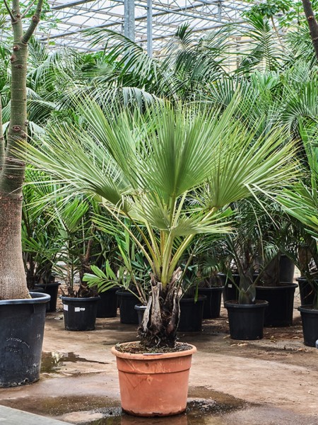 Tropische und Frostfeste Palmen Online bestellen | Terrapalme Heim- und ...